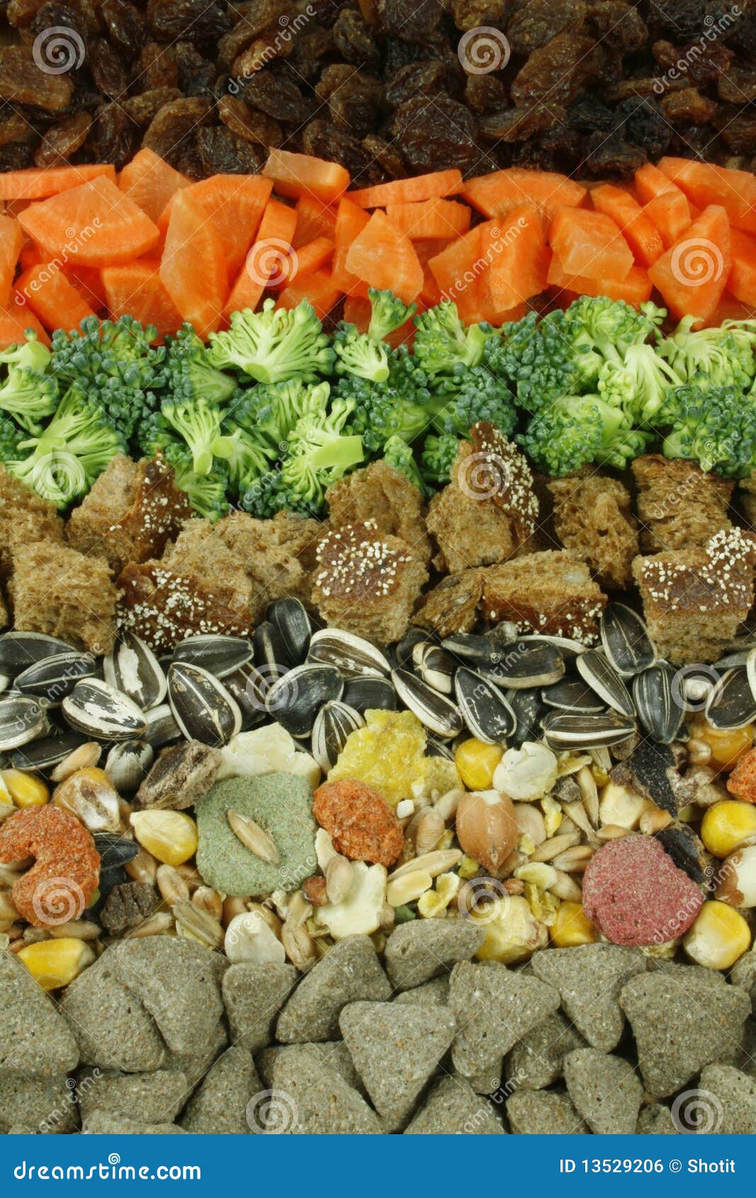 Rodents food stock photo. Image of animals, rabbit, chinchilla - 13529206