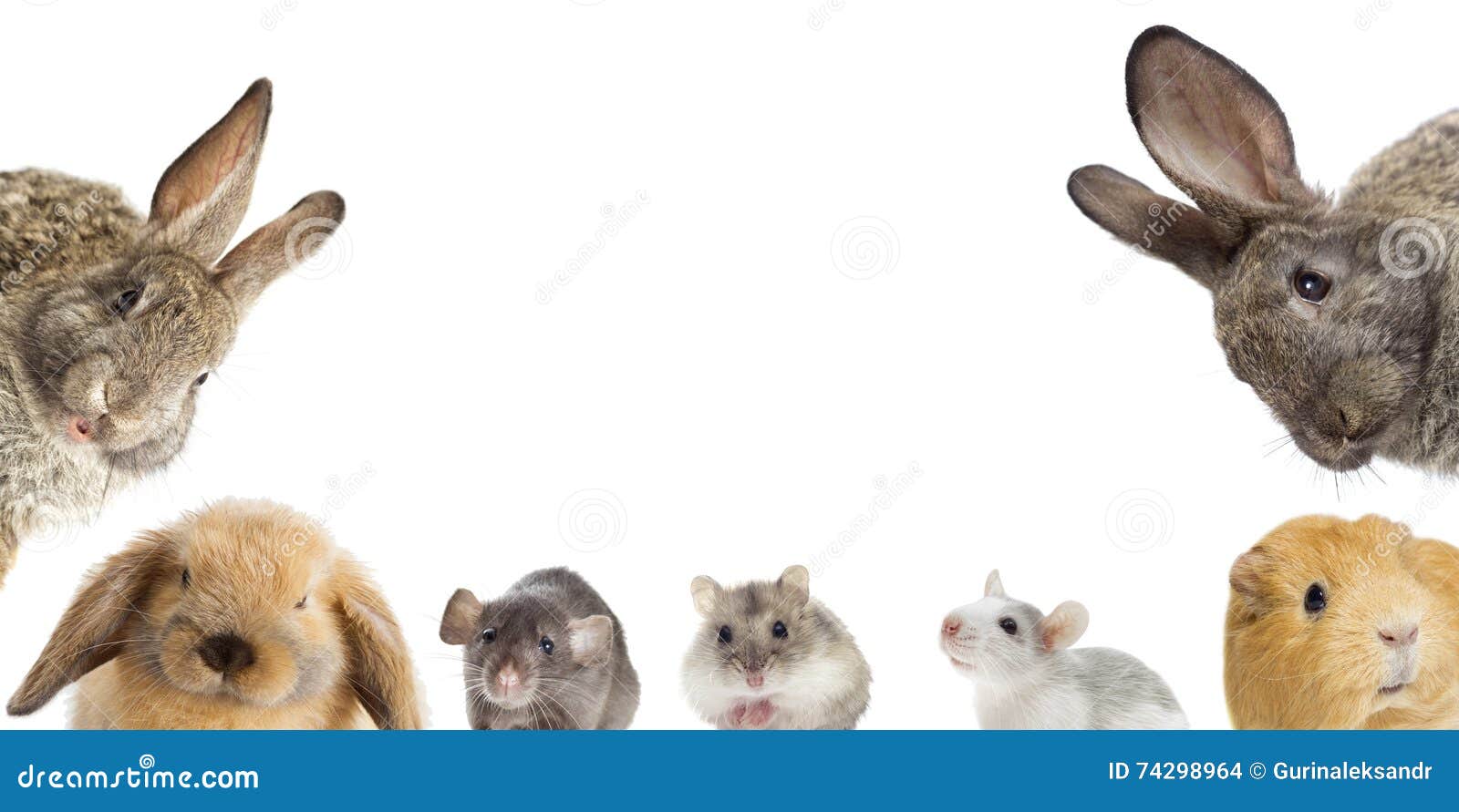 Rodents set looking stock photo. Image of studio, mammals - 74298964