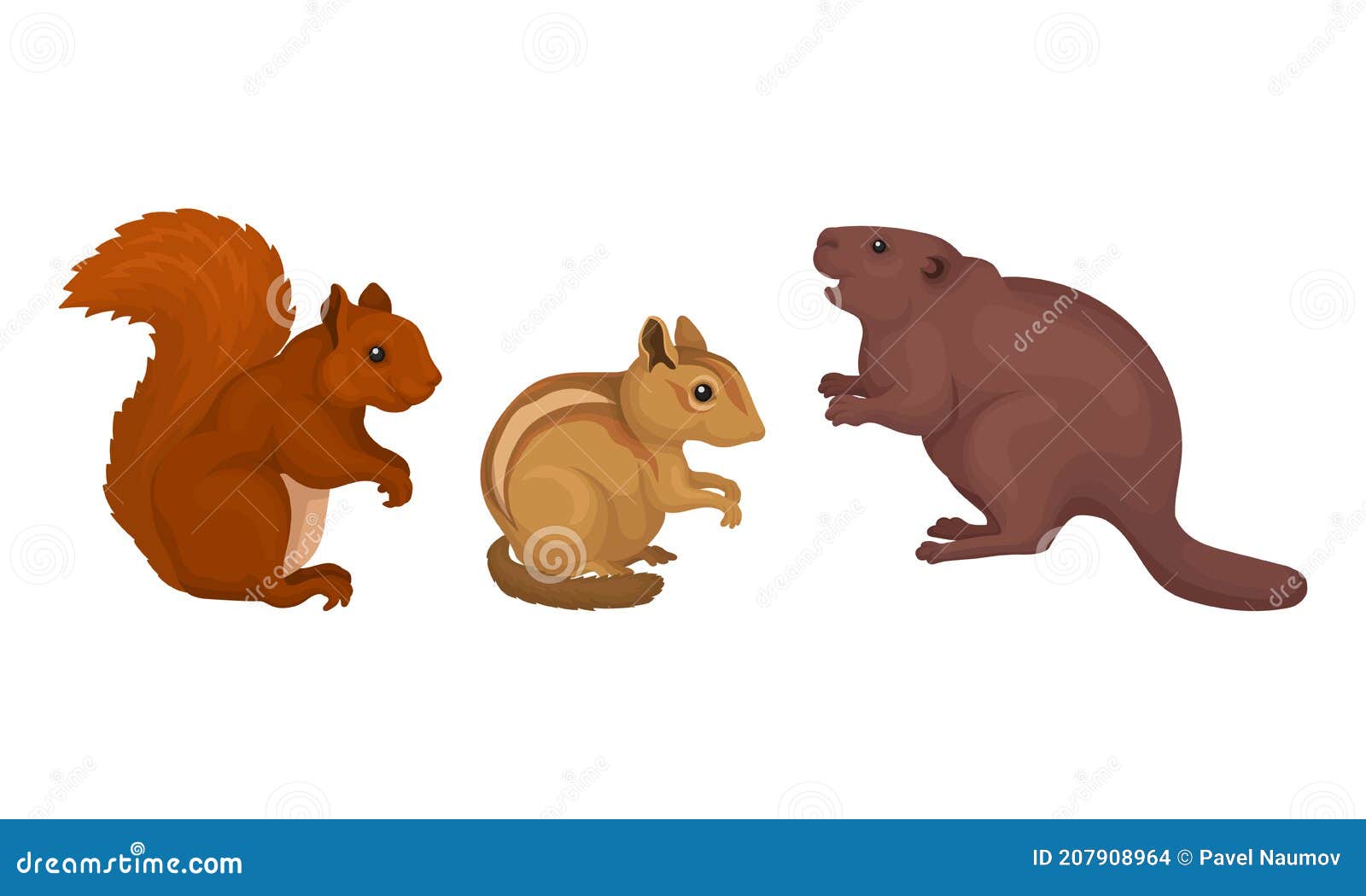 Rodents with Squirrel and Beaver Having Robust Bodies and Short Limbs ...