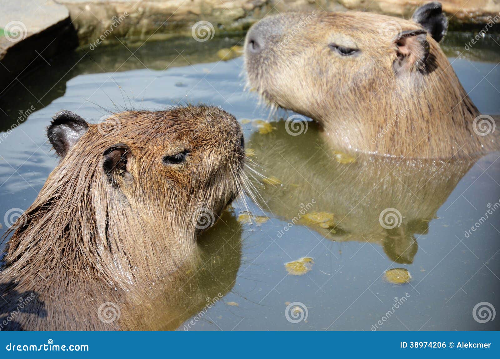 Rodents stock photo. Image of surikat, protection, meeting - 38974206