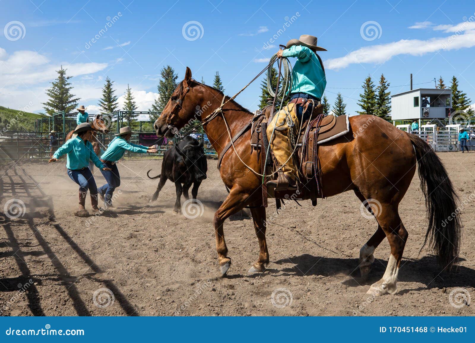 Rodeo Bronco Riding in Pincher Creek Canada Editorial Stock Photo ...