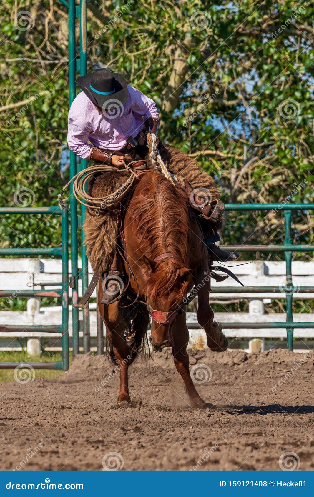 Rodeo and Bronco Riding in Pincher Creek Canada Editorial Stock Photo ...