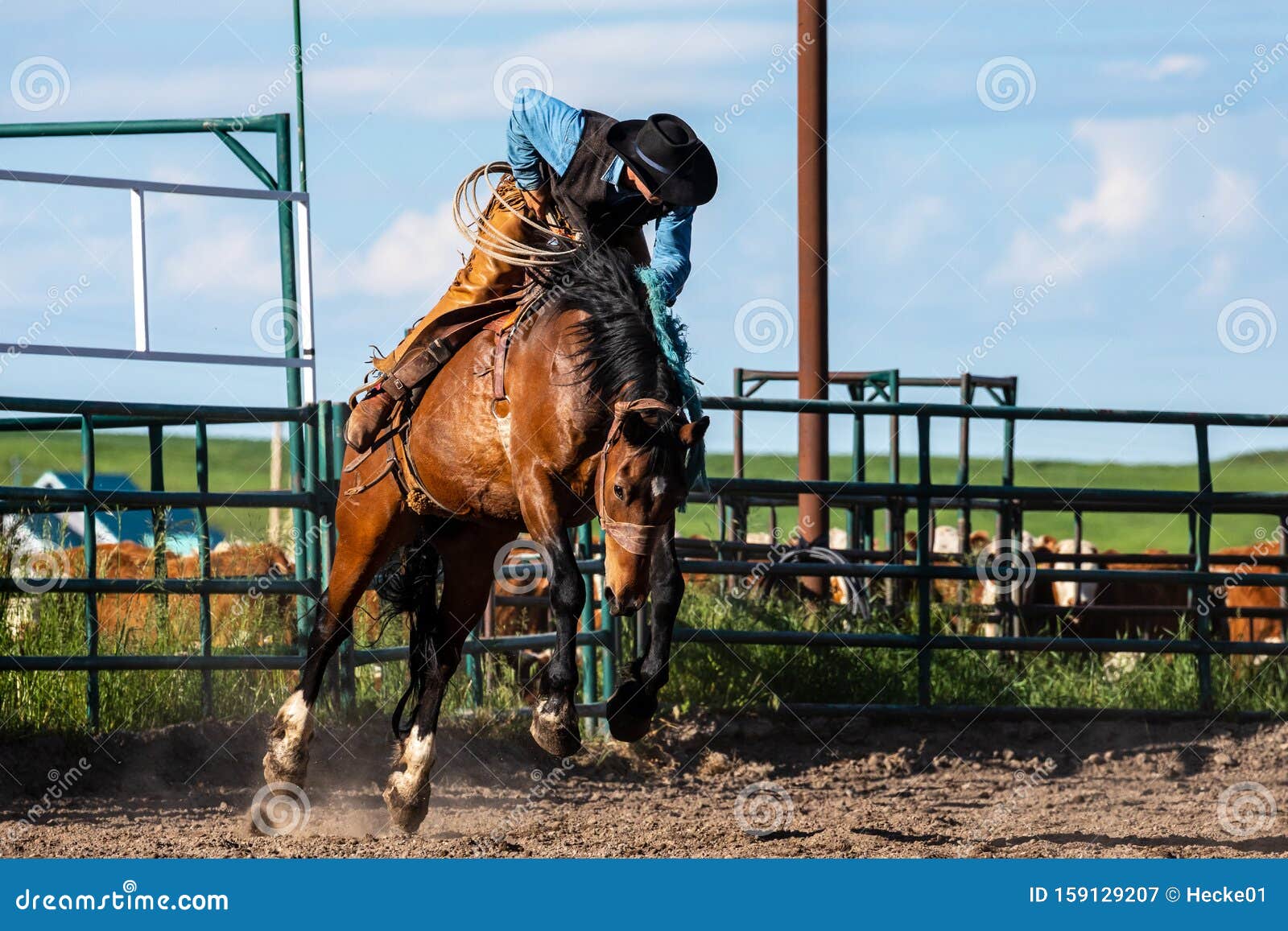 Rodeo and Bronco Riding in Pincher Creek Canada Editorial Photography ...