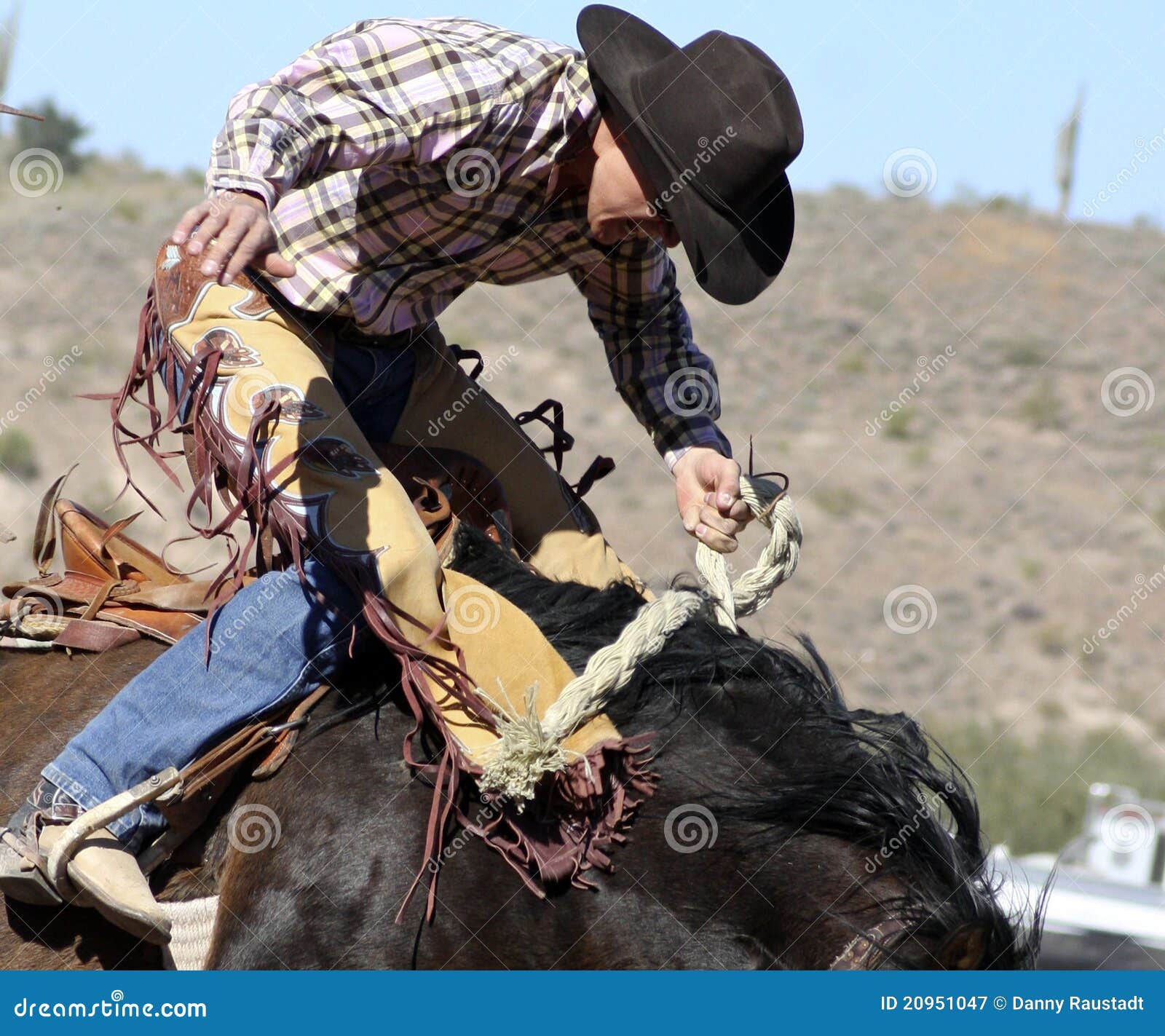 Rodeo Bucking Bronc Rider editorial photography. Image of competitor ...