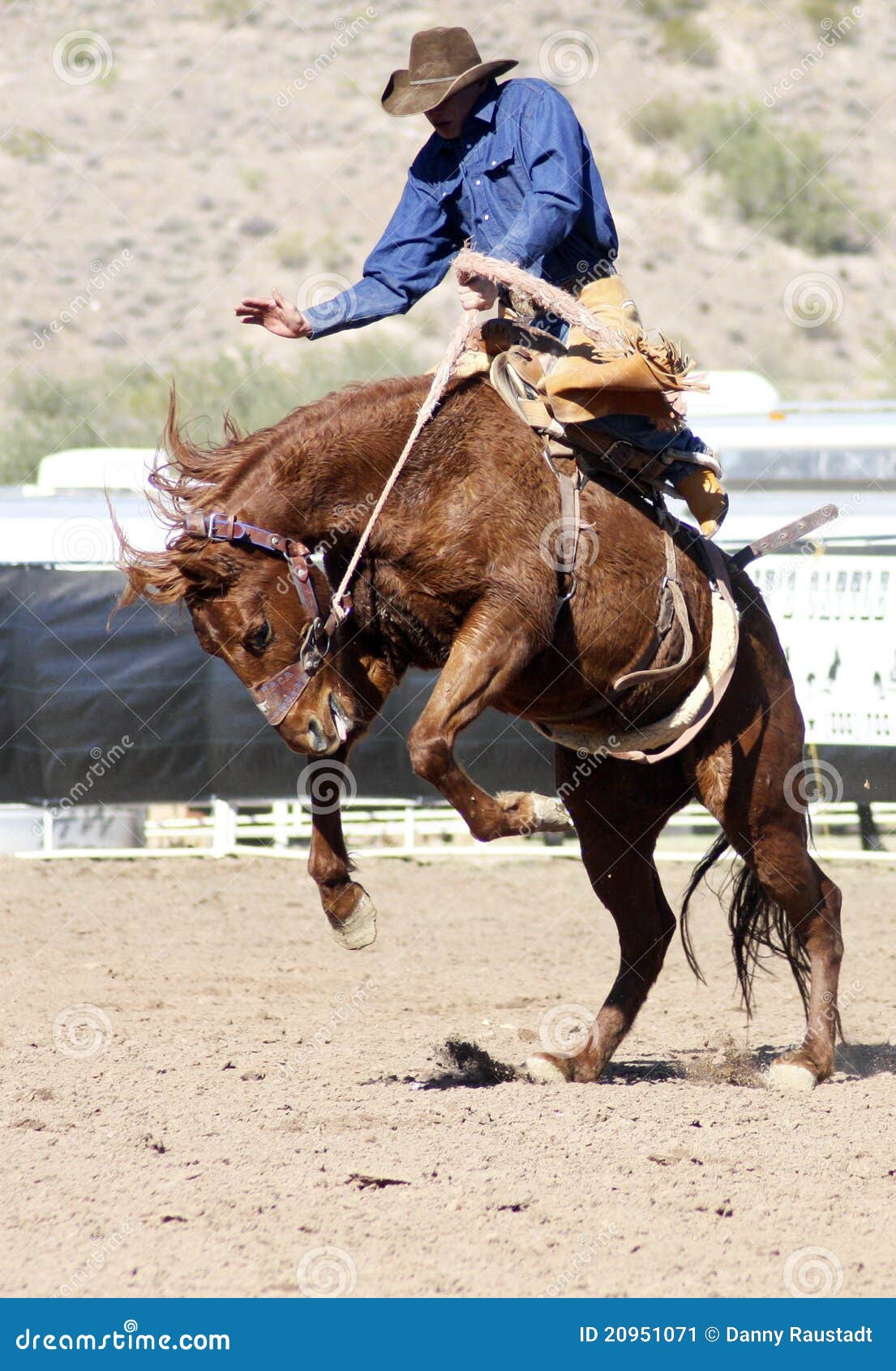 Rodeo Bucking Bronc Rider editorial photo. Image of fall - 20951071