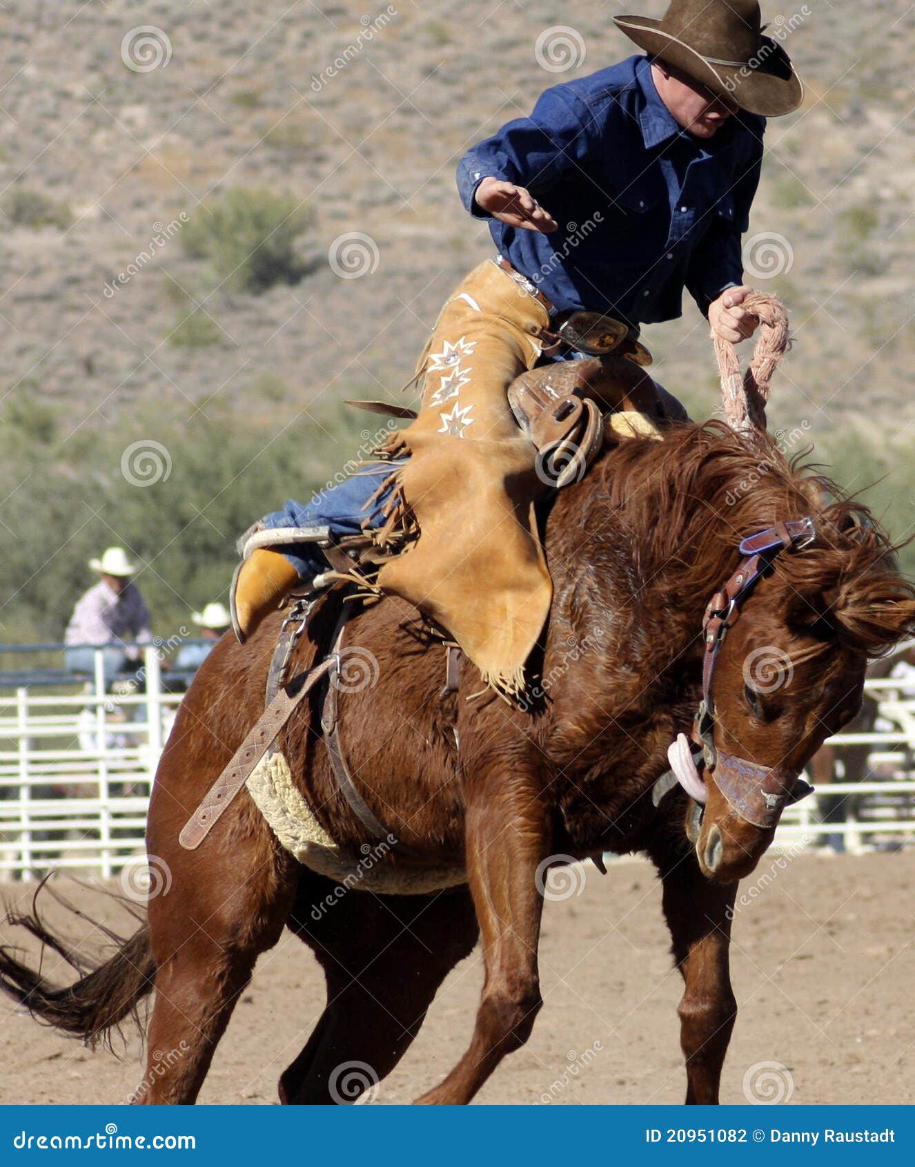 Rodeo Bucking Bronc Rider editorial photography. Image of arizona ...