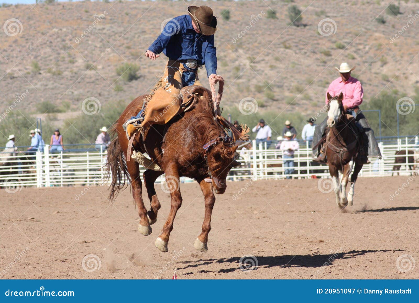 Rodeo Bucking Bronc Rider editorial photography. Image of champion ...