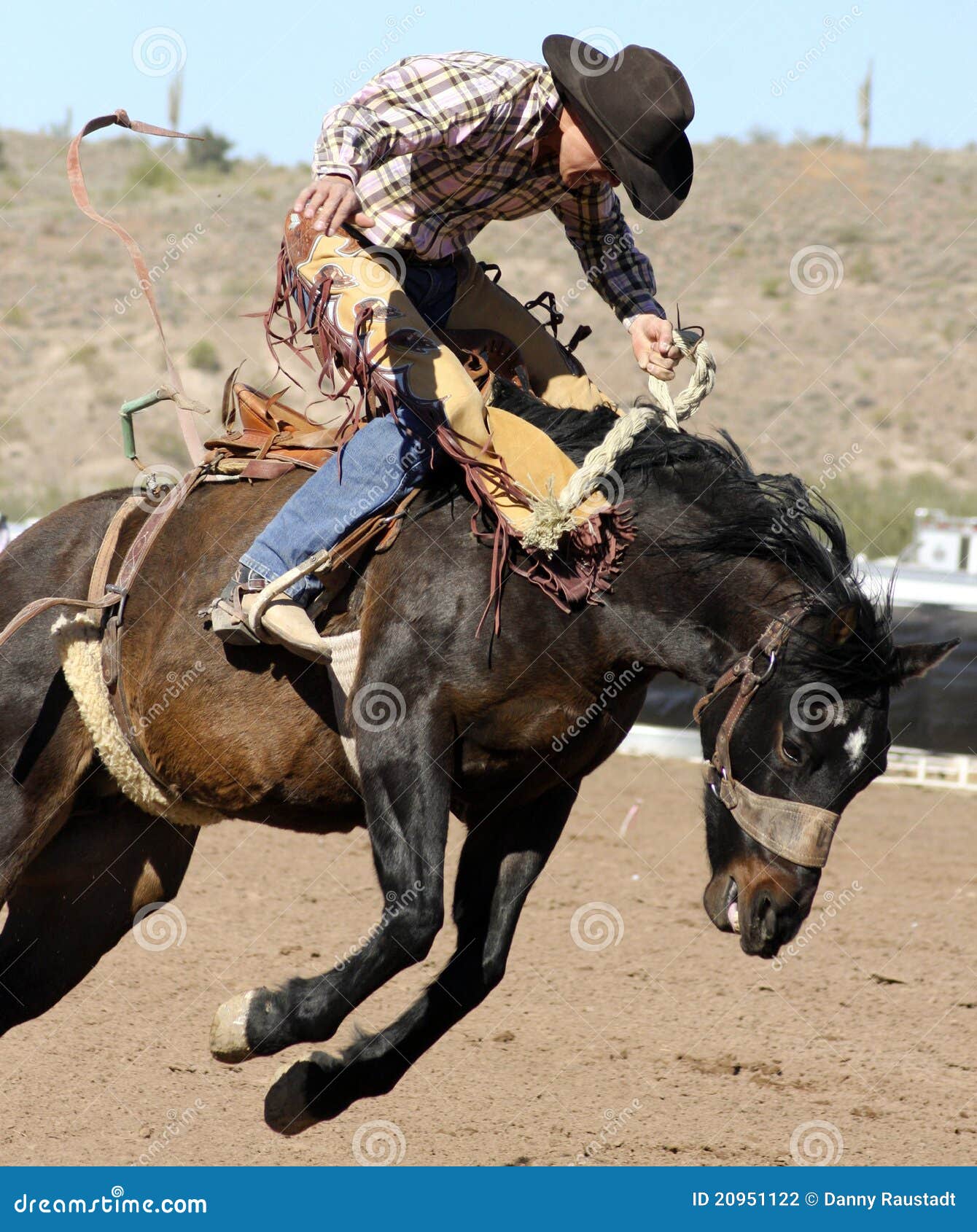 Rodeo Bucking Bronc Rider editorial photography. Image of culture ...
