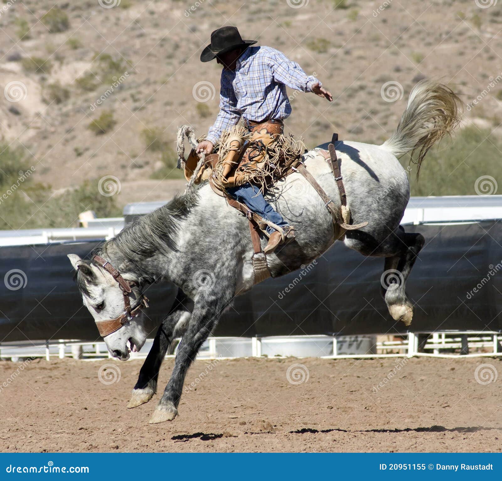 Rodeo Bucking Bronc Rider Editorial Image - Image: 20951155