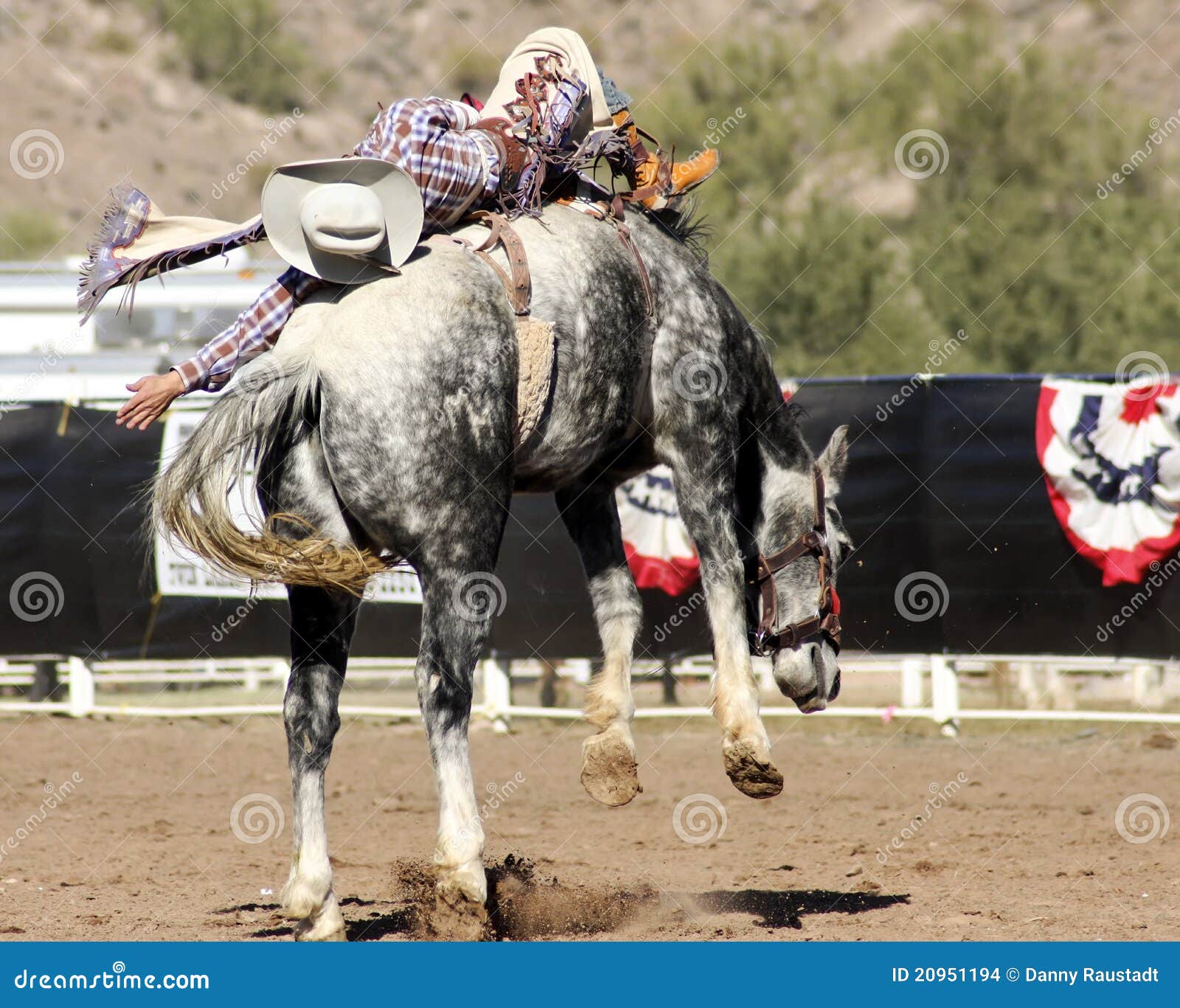 Rodeo Bucking Bronc Rider editorial stock image. Image of fair - 20951194