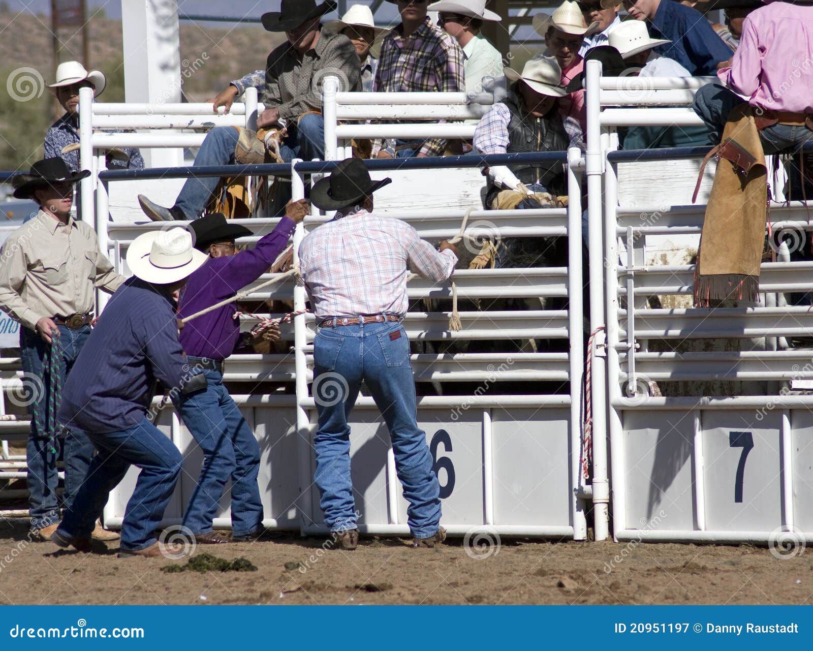 Rodeo Bucking Bronc Rider editorial photography. Image of bronc - 20951197
