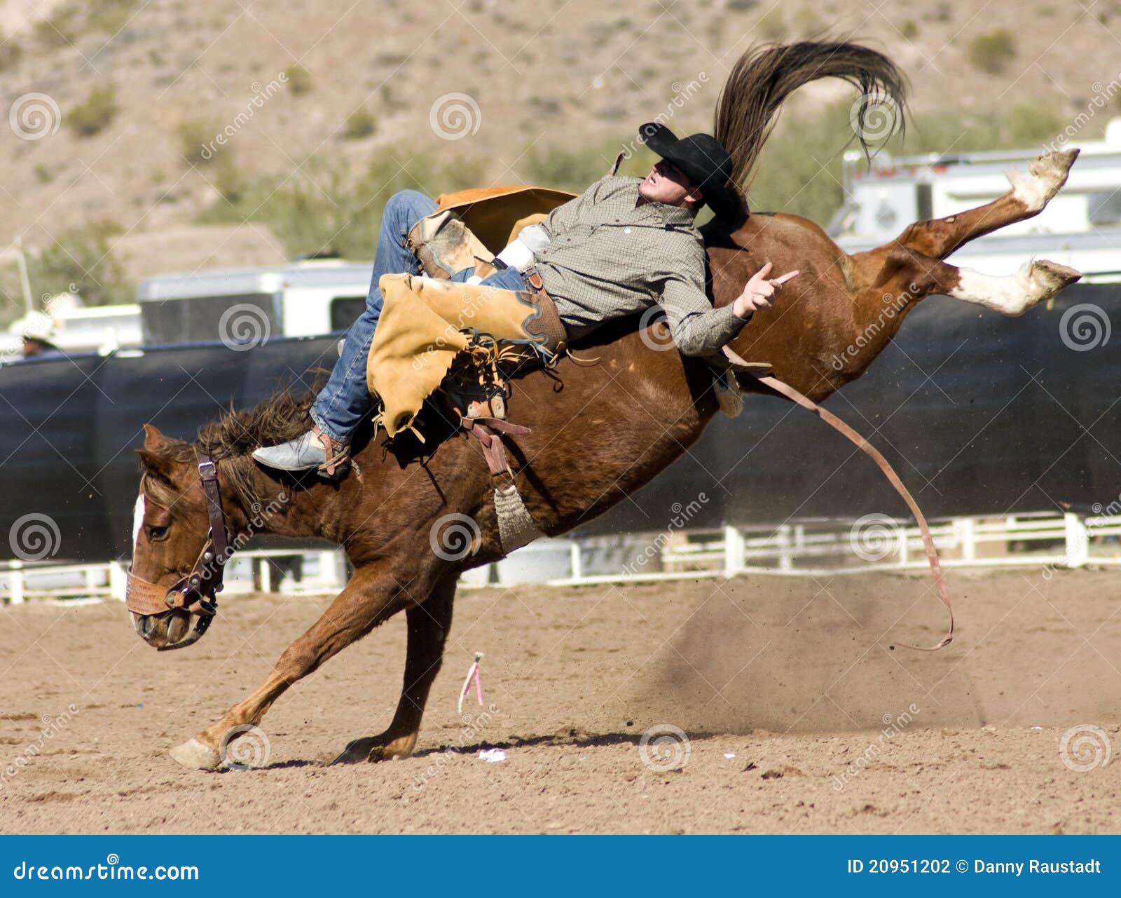 Rodeo Bucking Bronc Rider editorial photography. Image of competitor ...