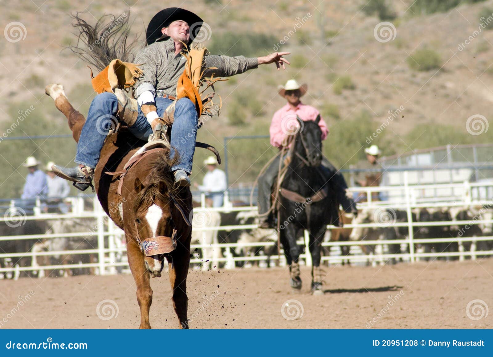 Rodeo Bucking Bronc Rider editorial stock photo. Image of bucking ...