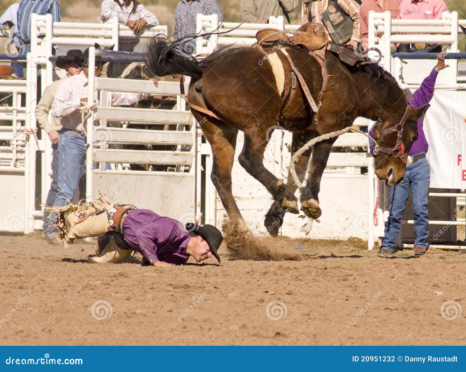 Rodeo Bucking Bronc Rider editorial photography. Image of entertainment ...