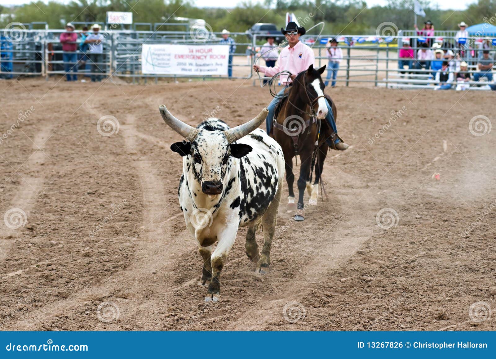 Rodeo bull editorial photo. Image of dutchman, dangerous - 13267826
