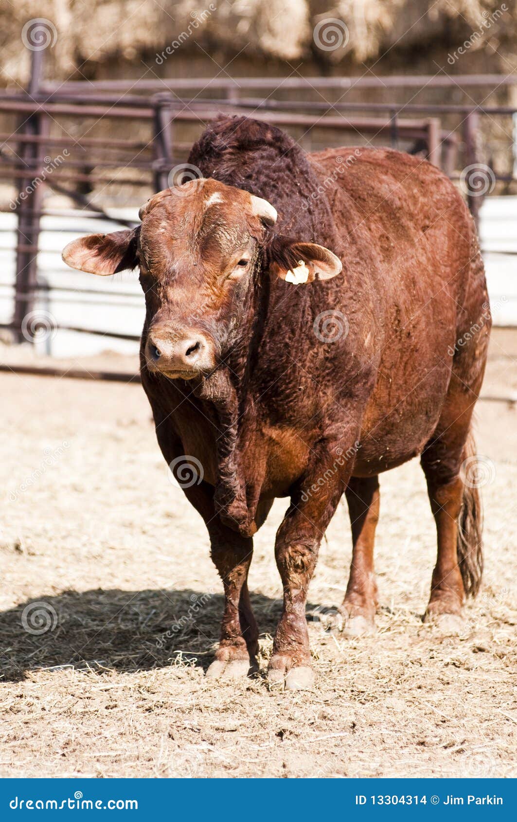 Rodeo Bull stock photo. Image of danger, cattle, bull - 13304314