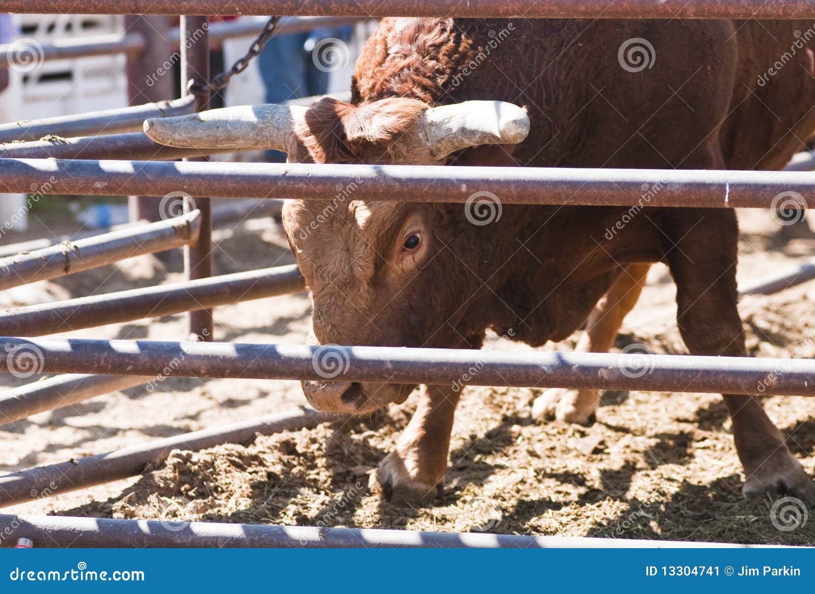 Rodeo Bull stock image. Image of male, cattle, western - 13304741