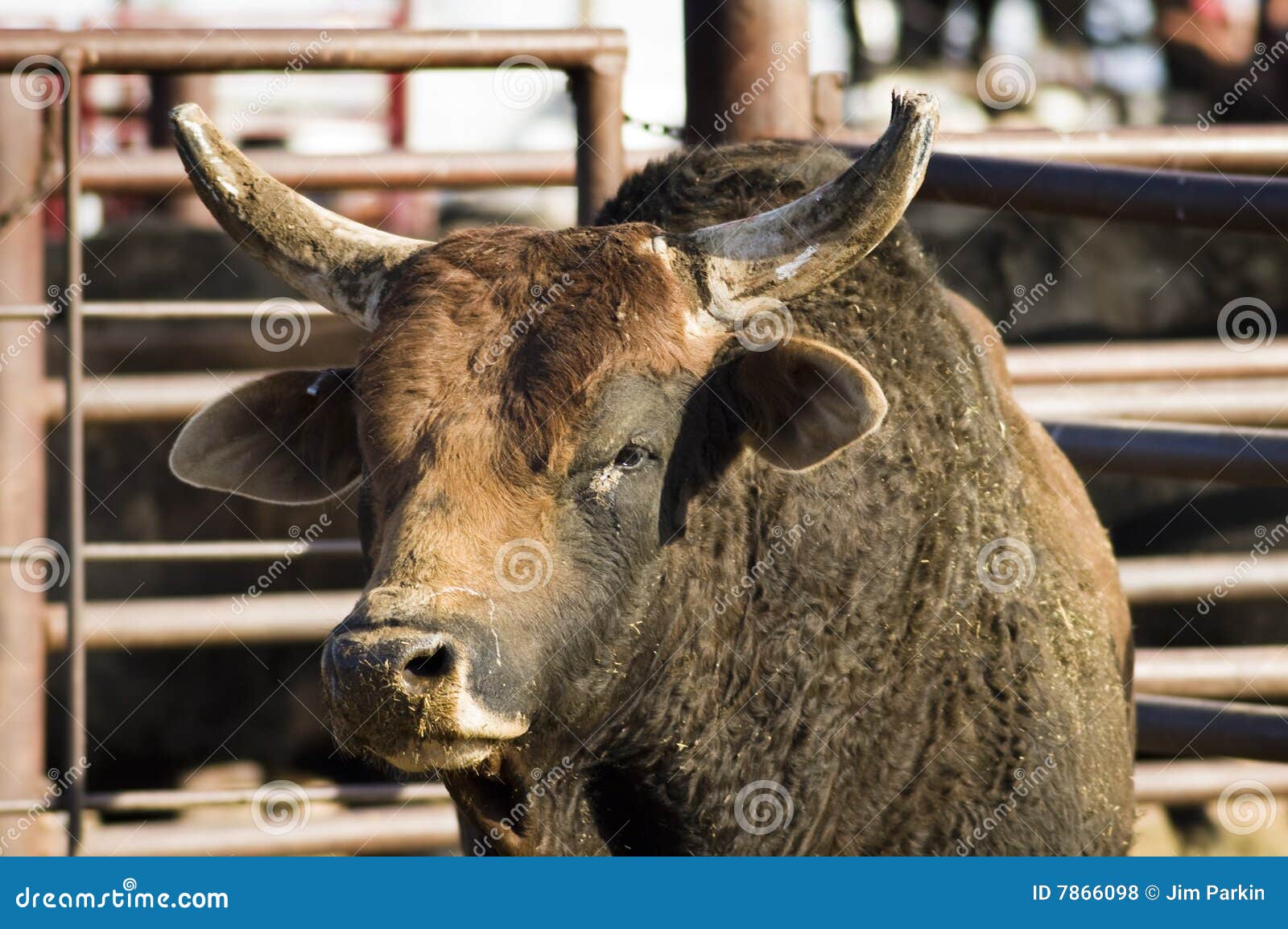 Rodeo bull stock photo. Image of rural, country, brahma - 7866098