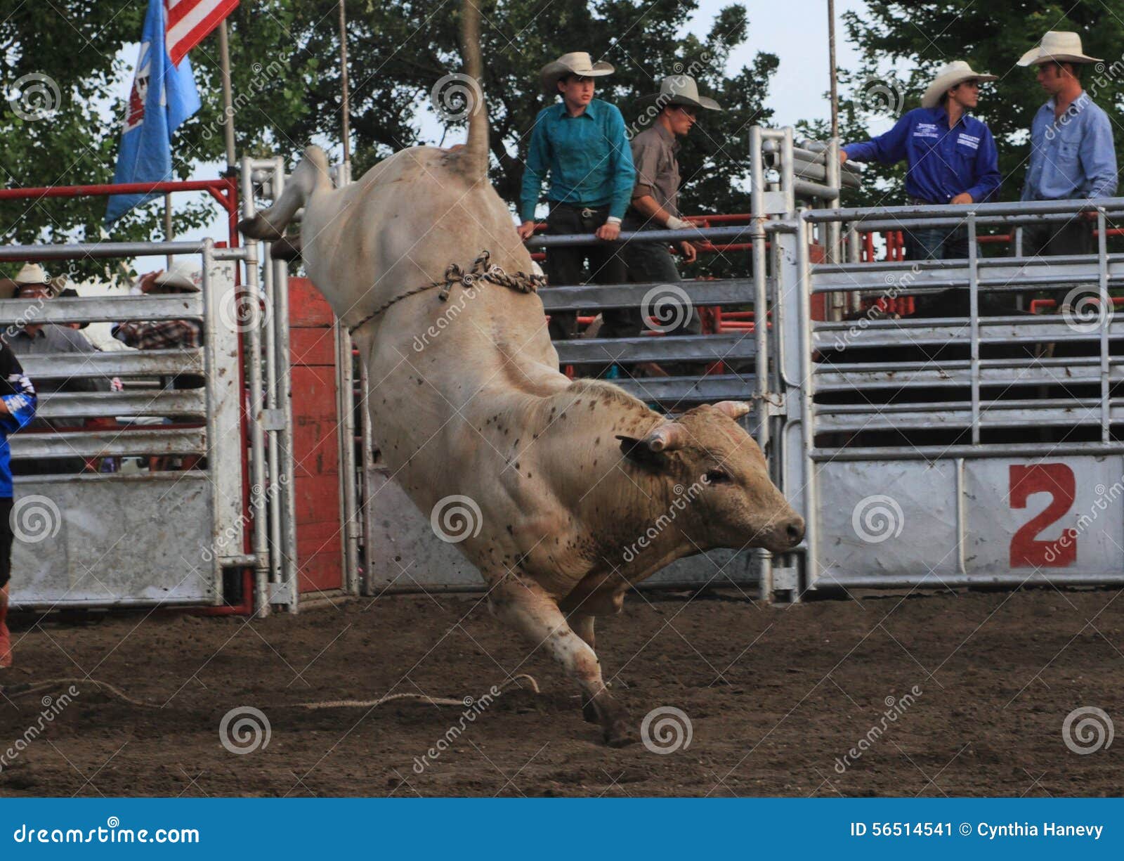 Rodeo bull bucking editorial photo. Image of animal, danger - 56514541
