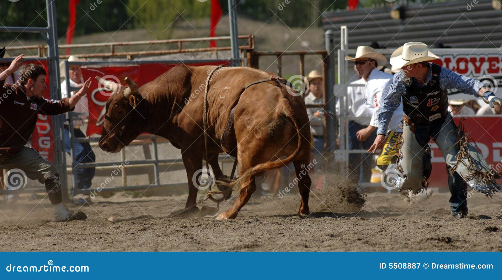 Rodeo: Bull Fighting editorial photography. Image of lifestyle - 5508887