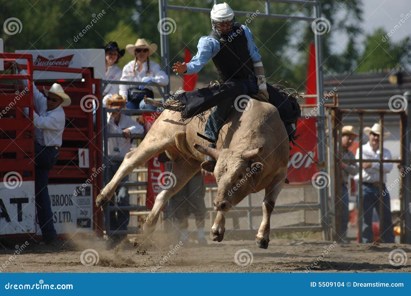 Rodeo: Bull Fighting editorial stock image. Image of race - 5509104