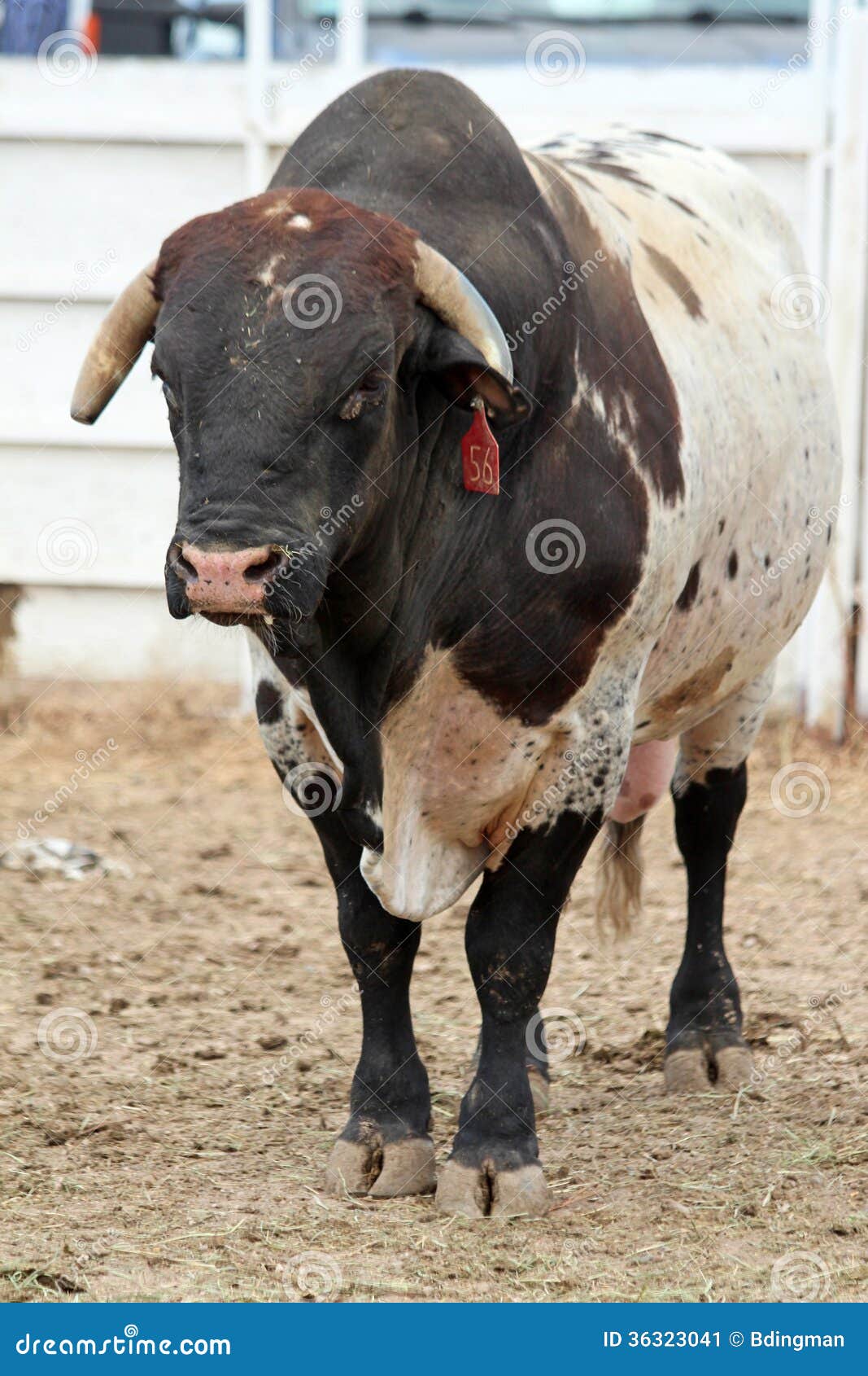 Rodeo Bull stock image. Image of ranch, animal, cattle - 36323041