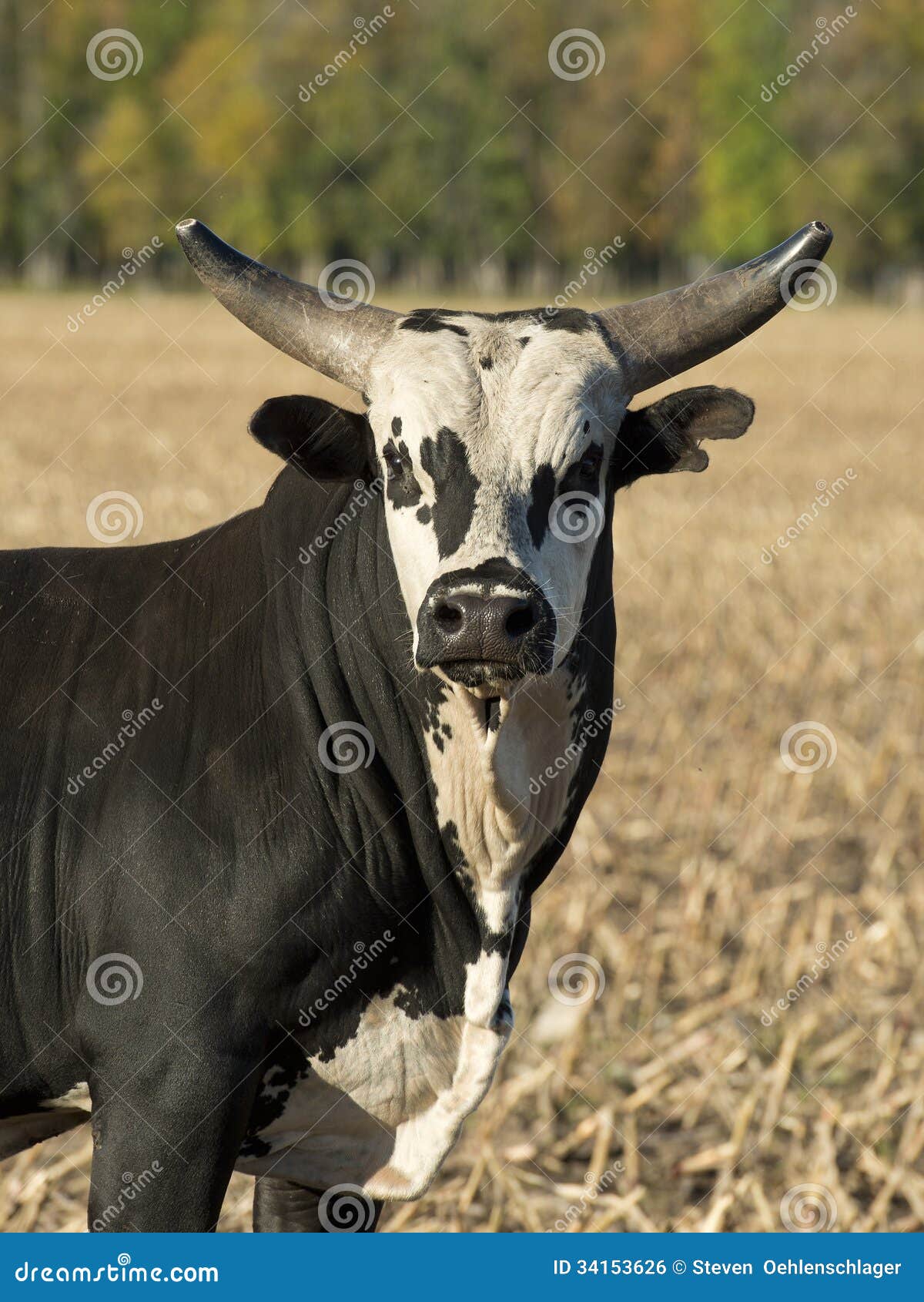 Rodeo Bull stock photo. Image of farming, tough, farm - 34153626