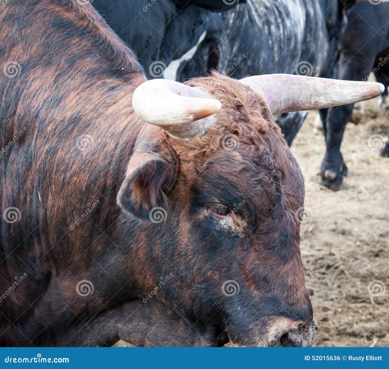 Rodeo bull stock photo. Image of danger, mean, western - 52015636