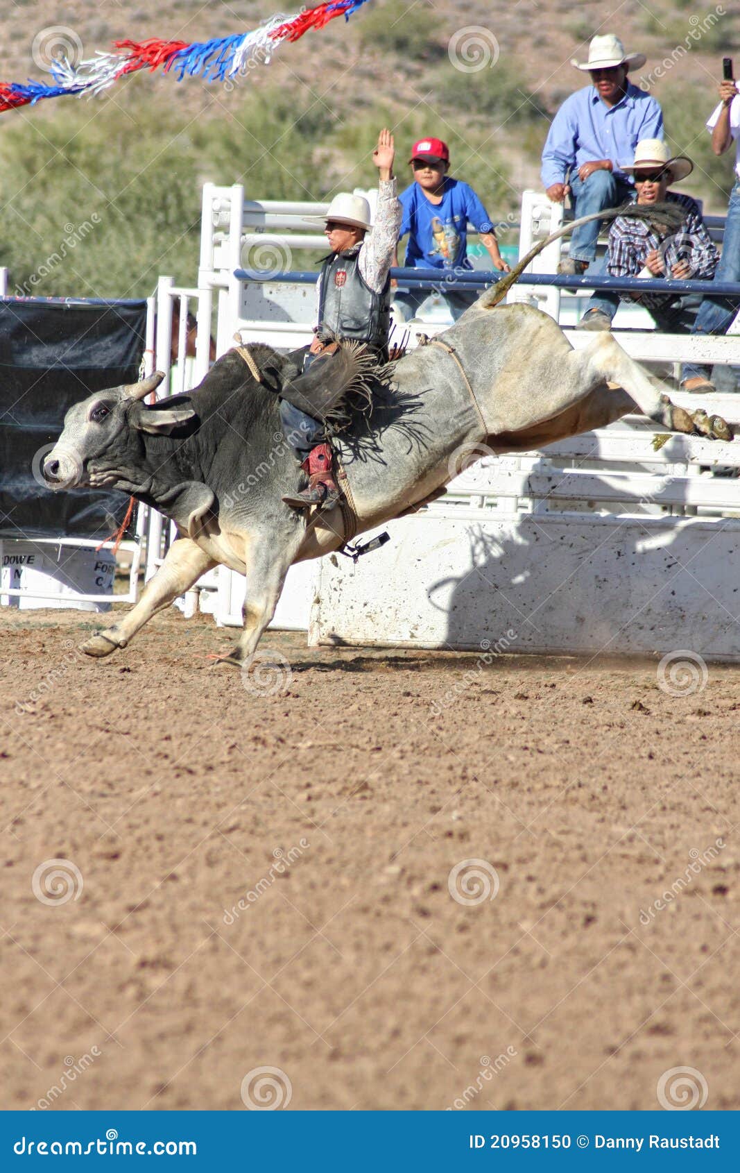 Rodeo Bull Riding editorial image. Image of competitor - 20958150