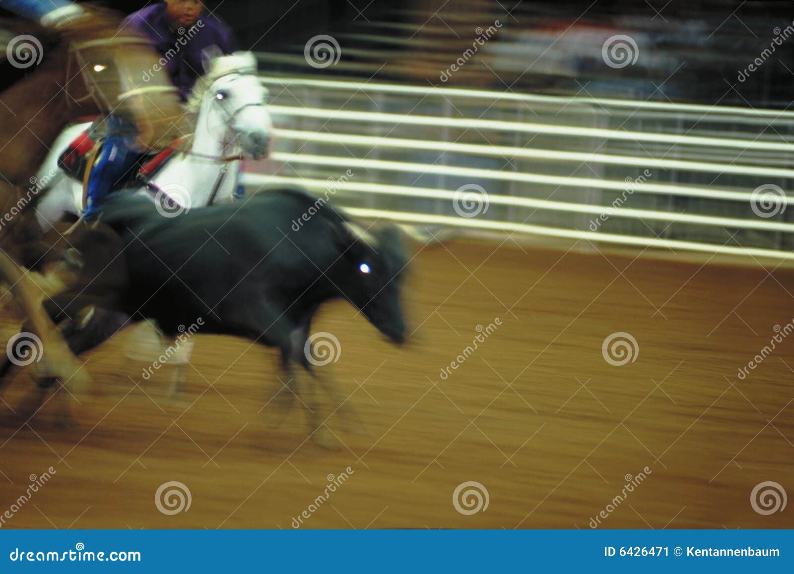 Rodeo bull roping stock image. Image of racing, blur, cowboys - 6426471
