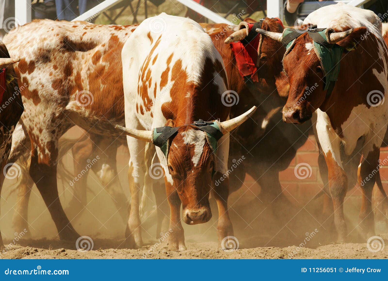 Rodeo bulls stock image. Image of arena, cattle, bovine - 11256051
