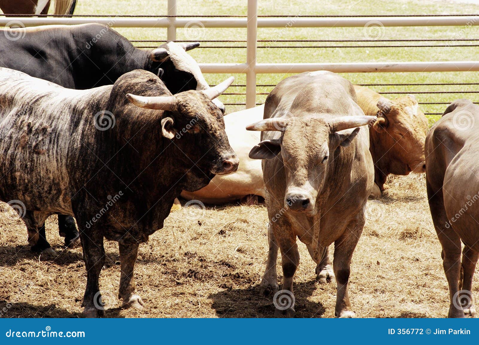 Rodeo Bulls stock photo. Image of jeans, livestock, danger - 356772