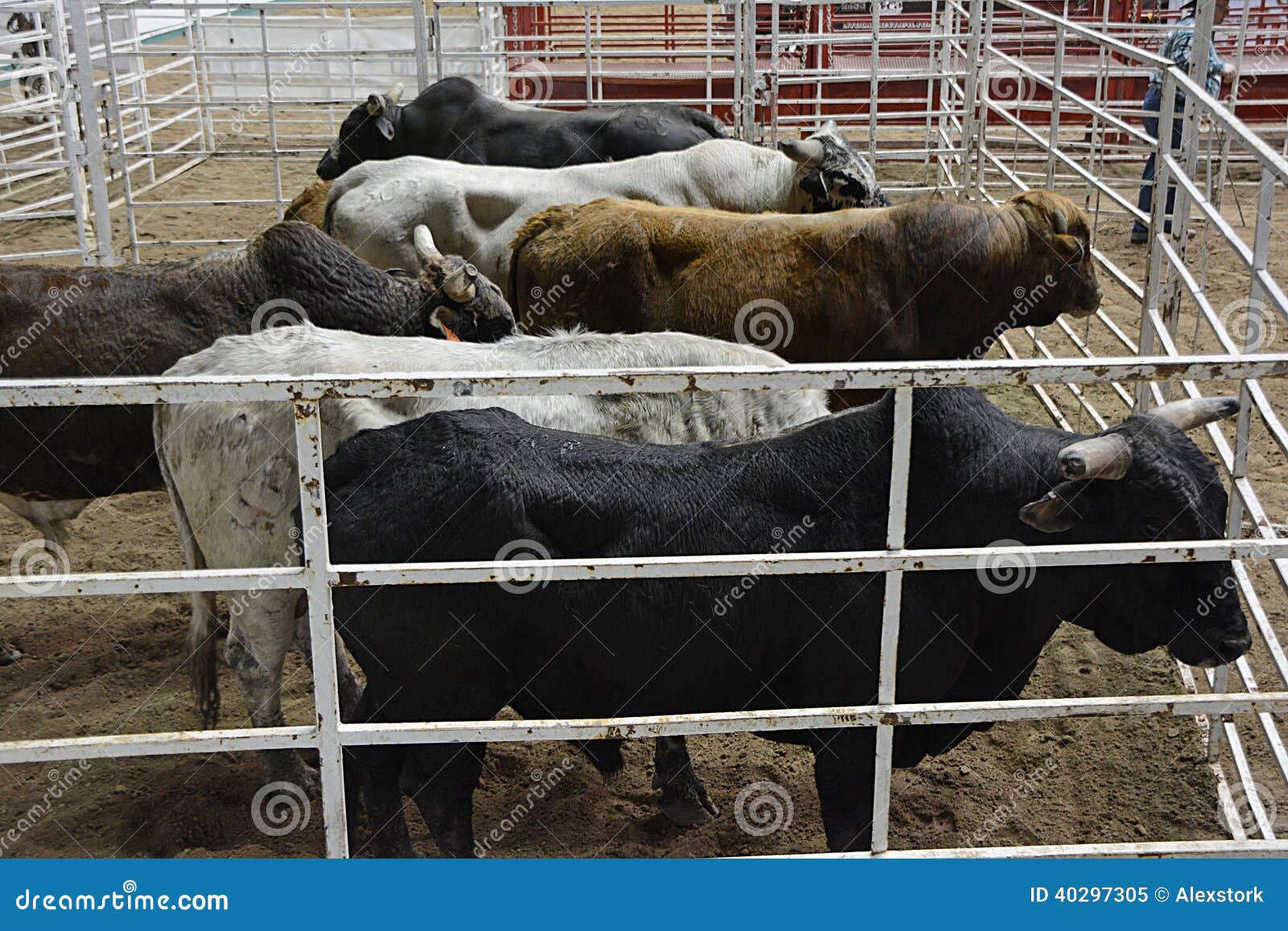 Rodeo Bulls stock image. Image of holding, cowboy, rodeo - 40297305