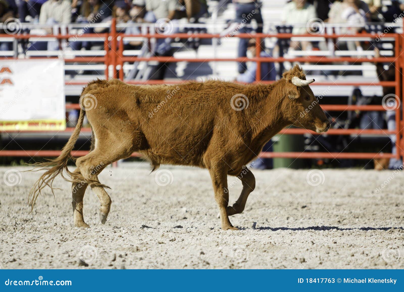 A Rodeo Calf Roping Collage Royalty-Free Stock Photography ...