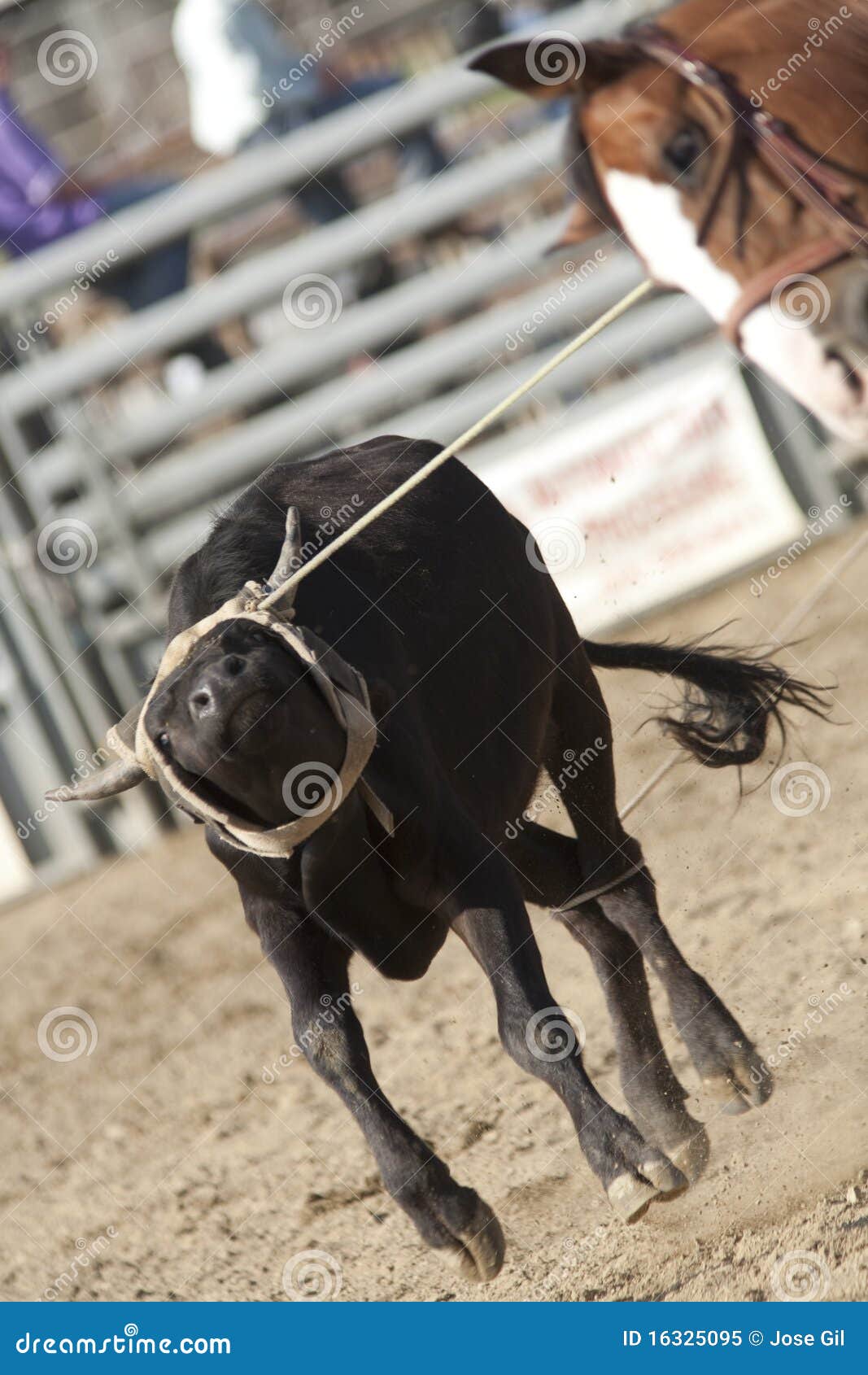 Rodeo Calf Roping stock image. Image of boys, calf, equestrian - 16325095