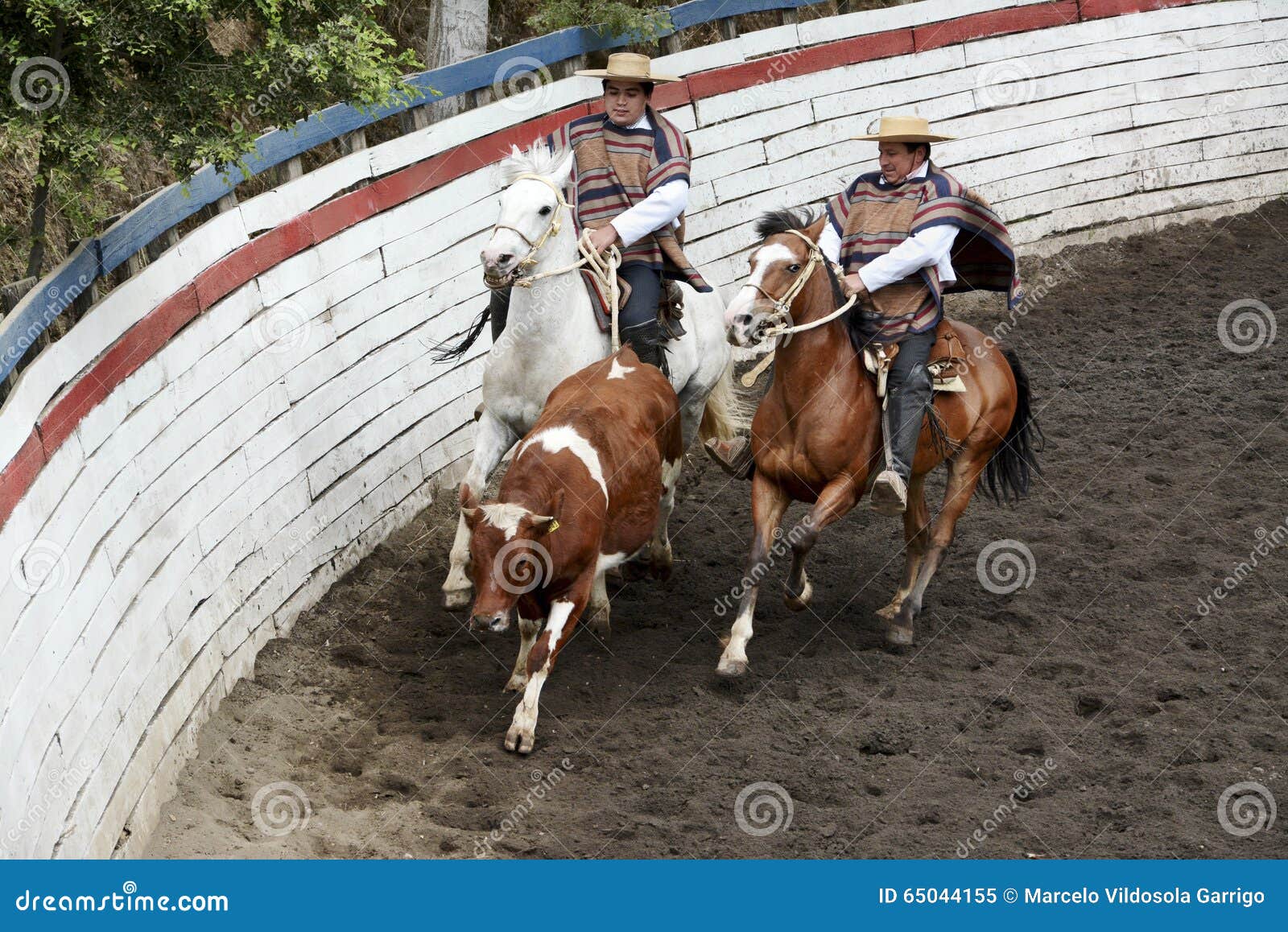 Rodeo chileno imagen editorial. Imagen de marcas, deporte - 65044155