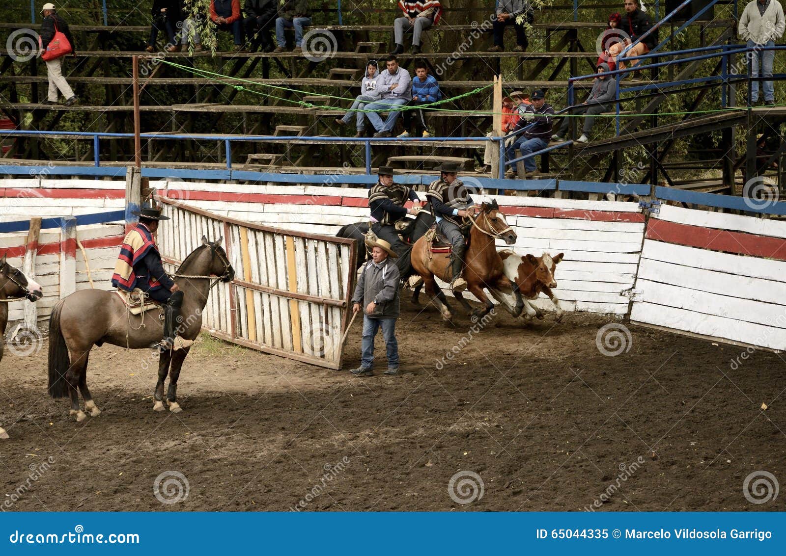 Rodeo chileno imagen editorial. Imagen de jinetes, rural - 65044335