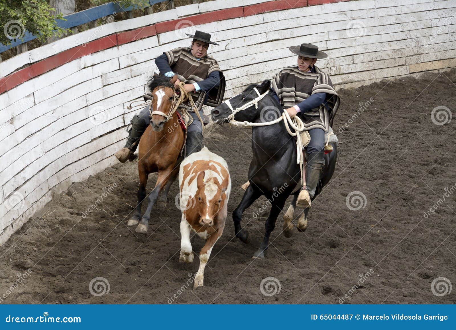 Rodeo Chileno Fotografía editorial - Imagen: 65044487