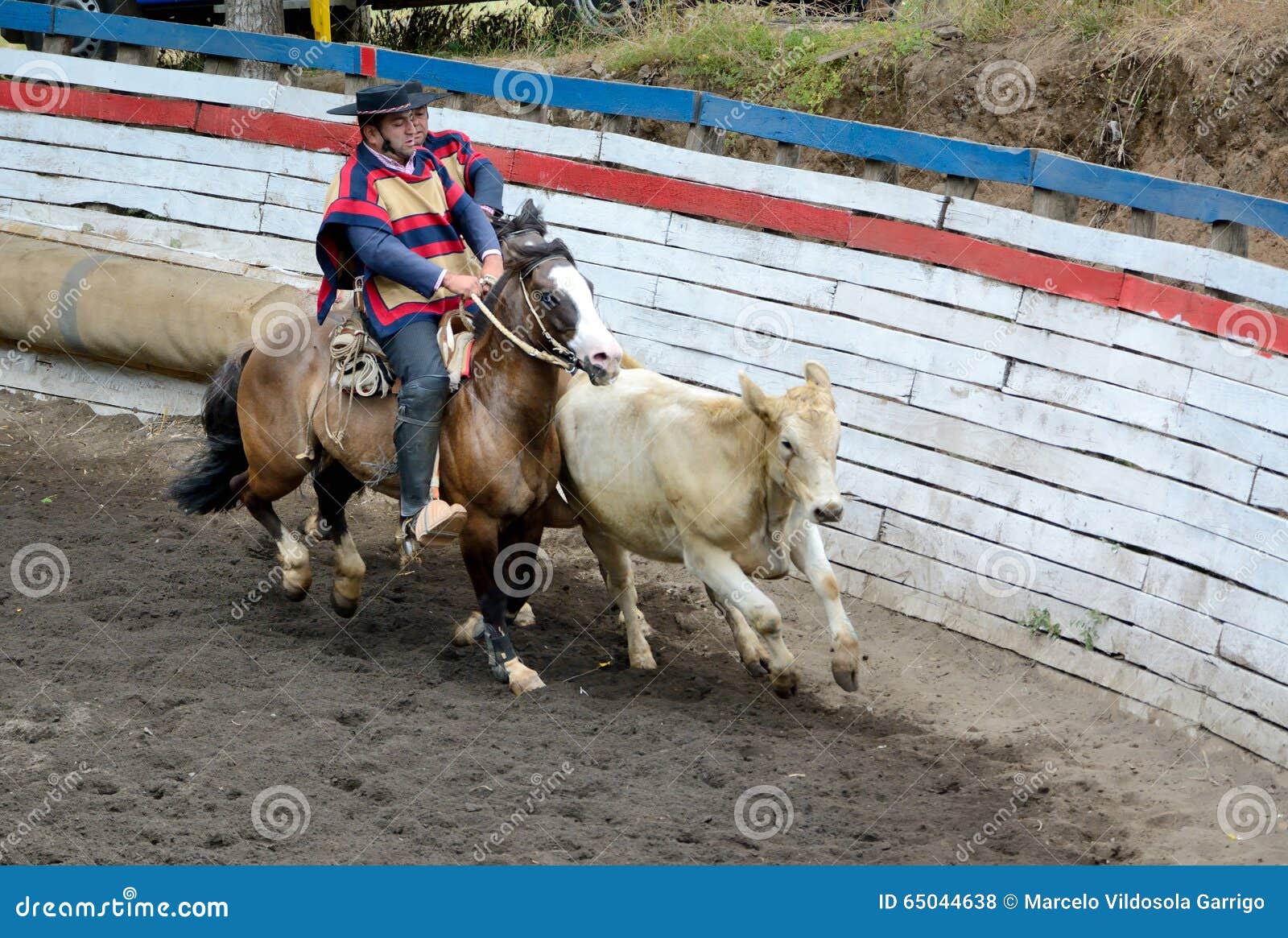 Rodeo chileno foto de archivo editorial. Imagen de chile - 65044638