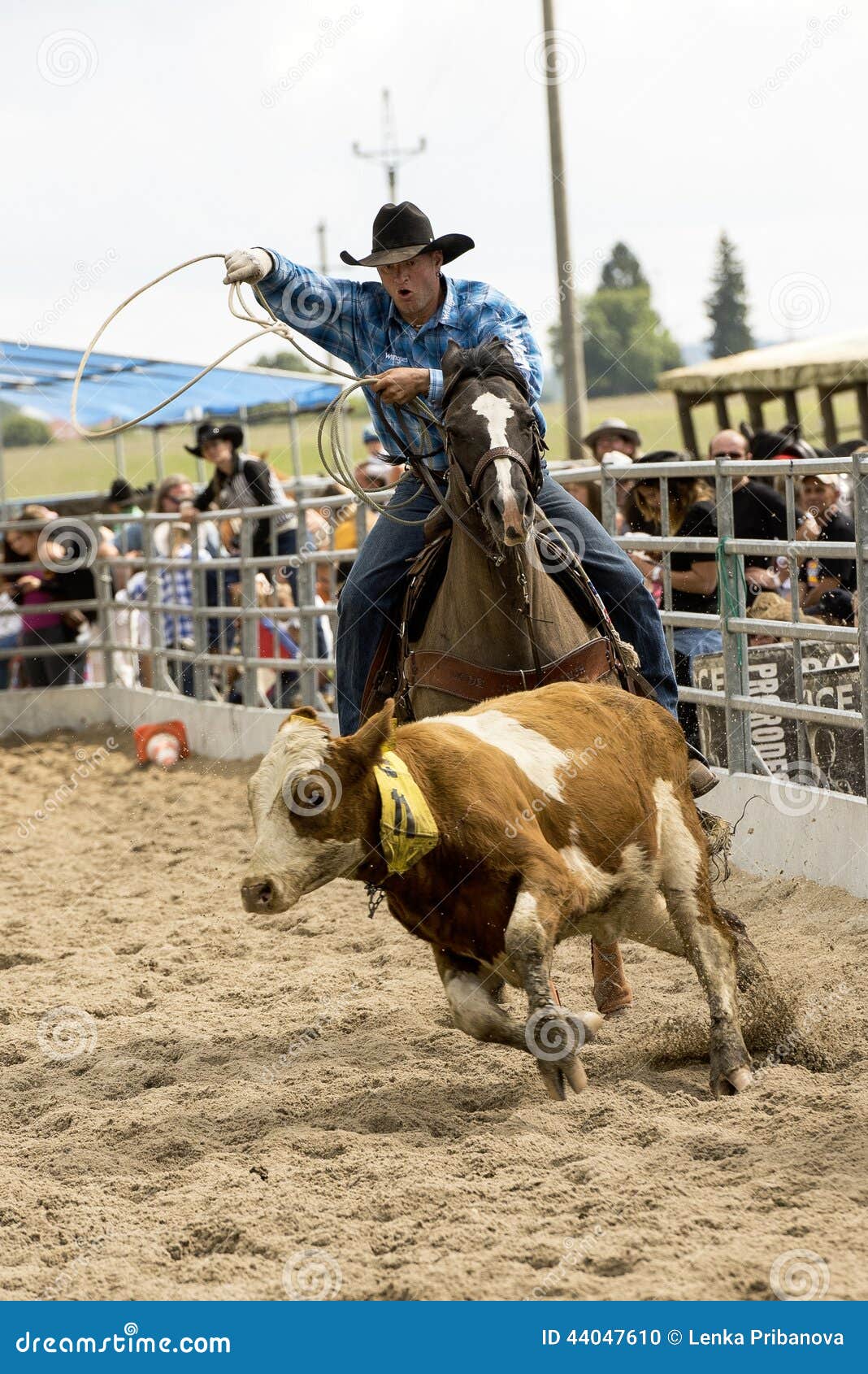 Rodeo competition editorial image. Image of equine, happy - 44047610