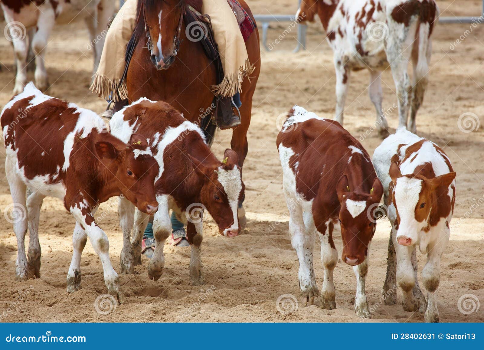 Rodeo Competition is about To Begin Stock Image - Image of rodeo ...