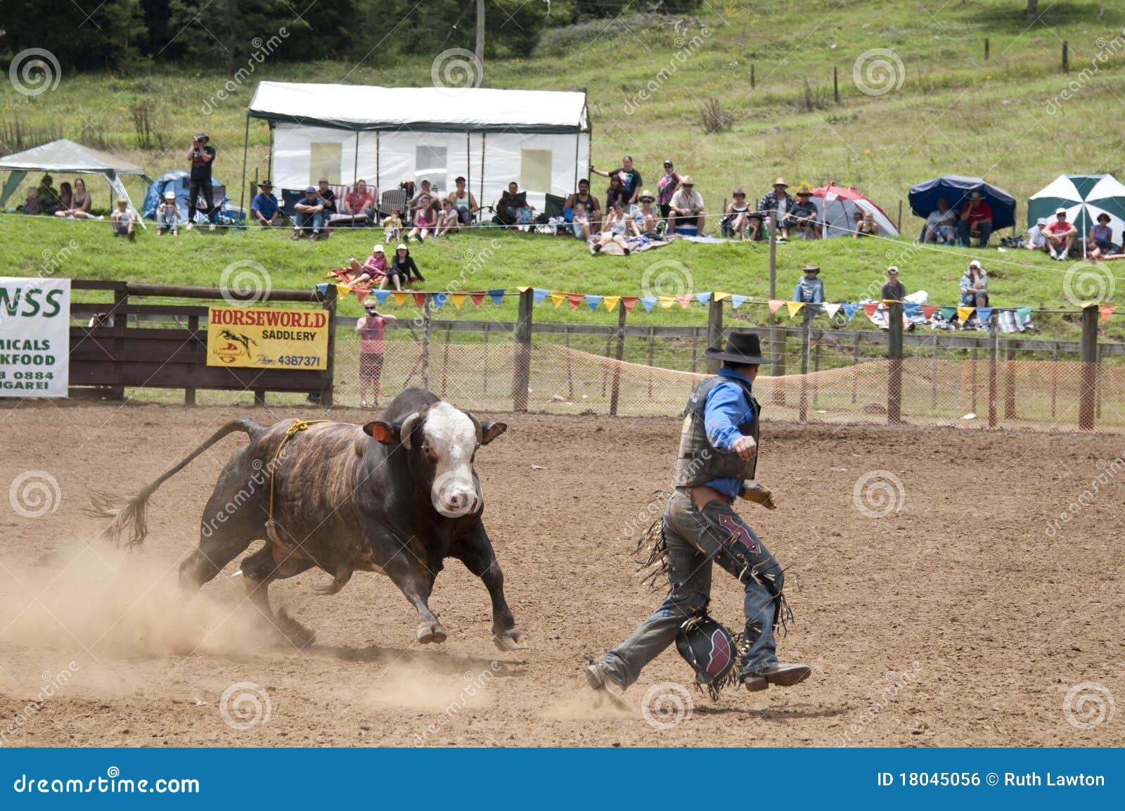 Rodeo - Cowboy, Der Durch Einen Stier Gejagt Wird Redaktionelles Foto ...