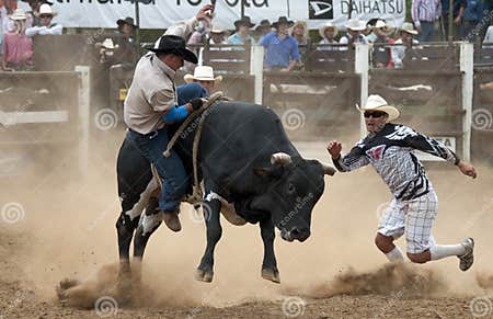 Rodeo - Cowboy Falling Off a Bull Editorial Photography - Image of ...