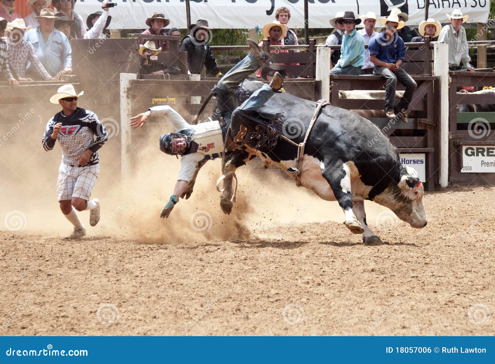 Rodeo - Cowboy Falling Off a Bull Editorial Photo - Image of fresian ...