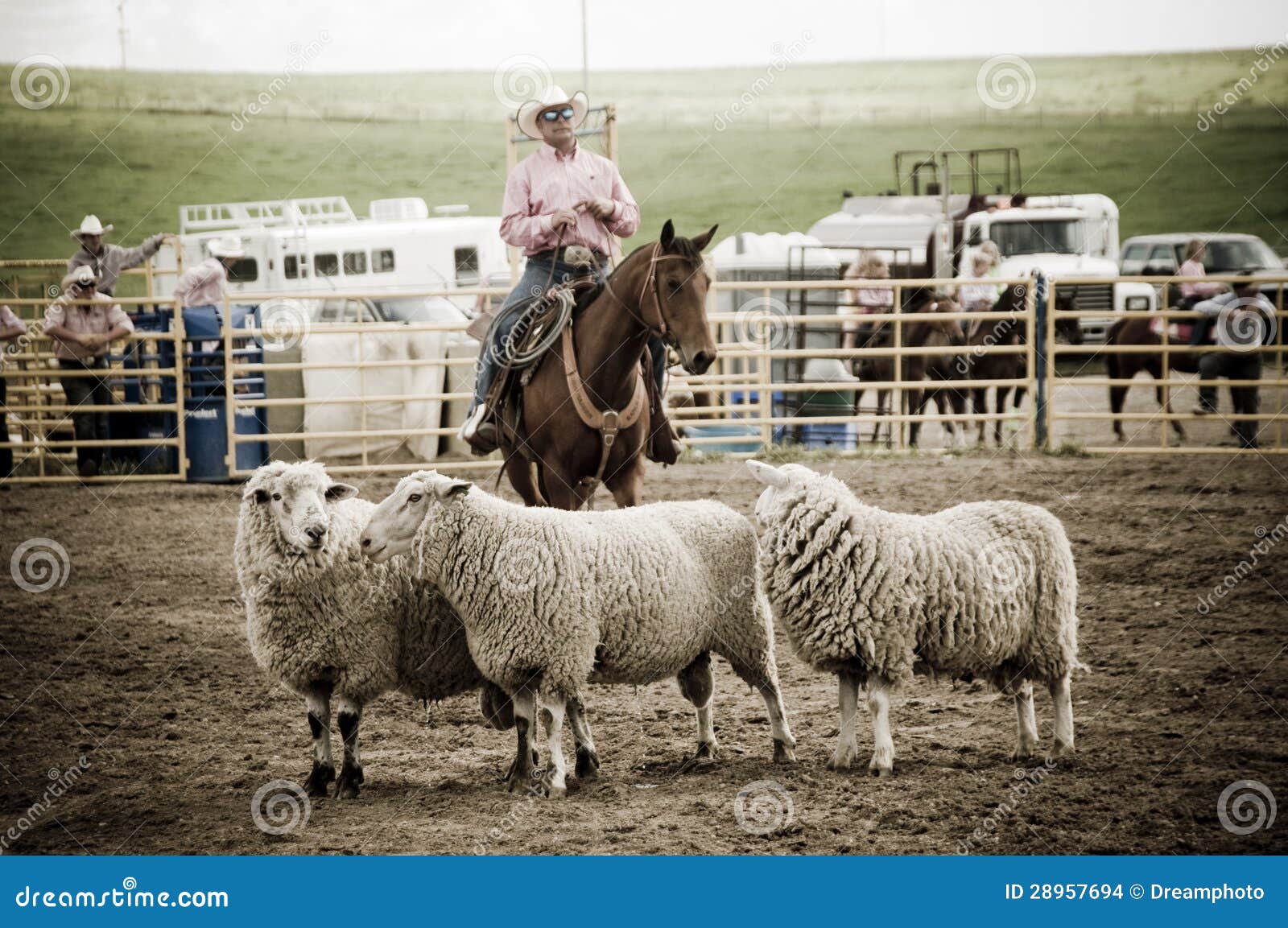 Rodeo and cowboys sheep editorial stock image. Image of western - 28957694