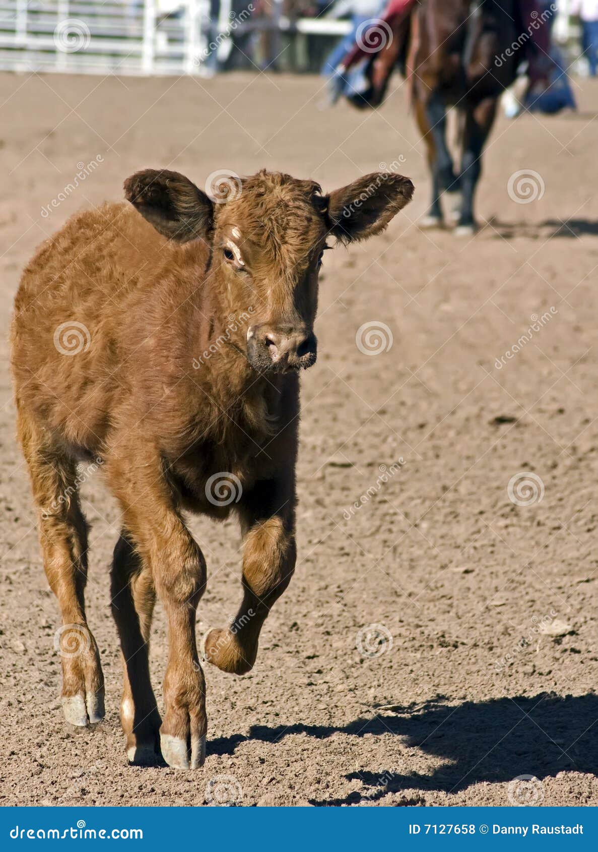 Rodeo De Los Ganados Vacunos Foto de archivo - Imagen de desierto ...
