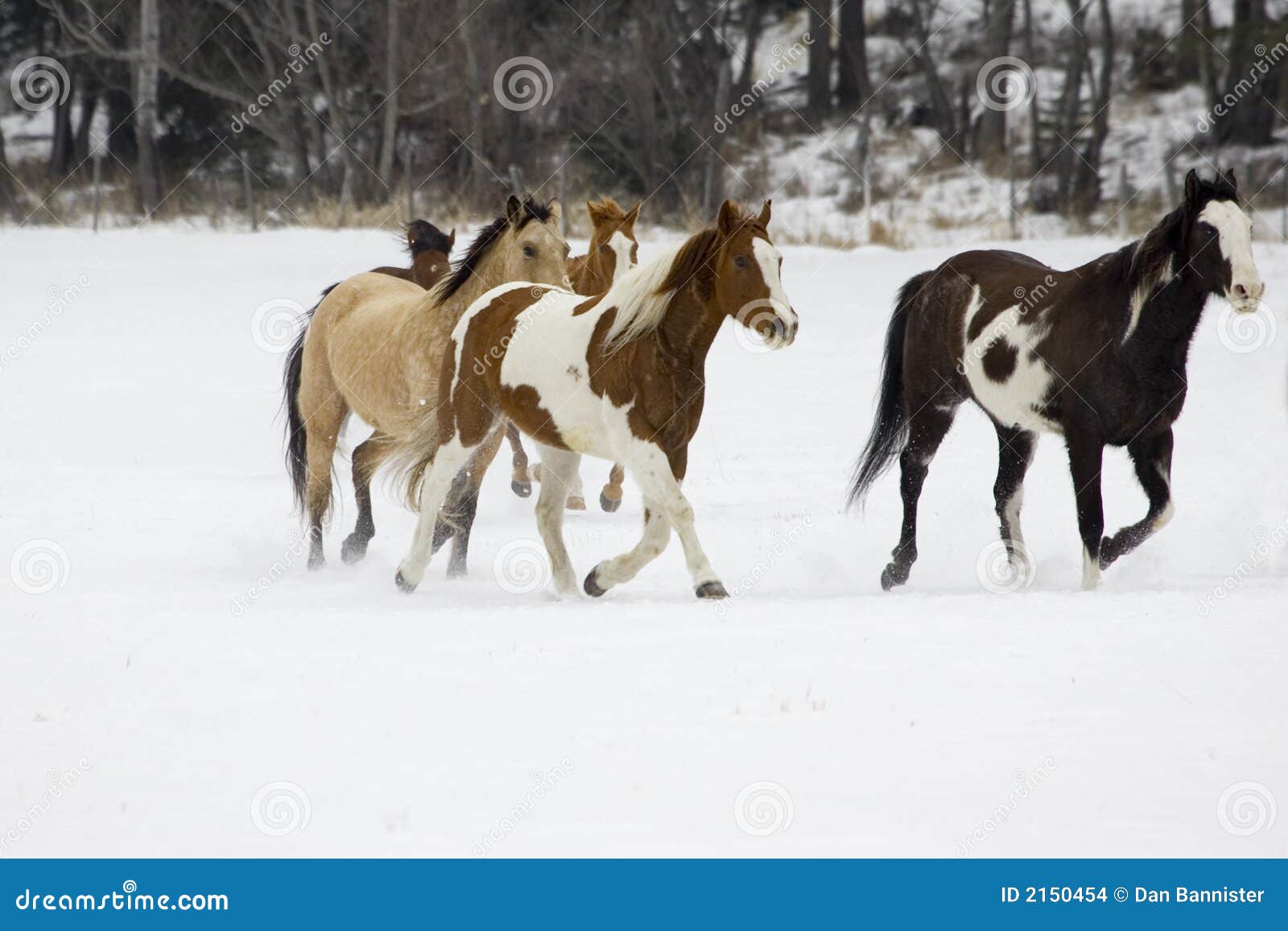 Rodeo del caballo foto de archivo. Imagen de llanos, cuerda - 2150454