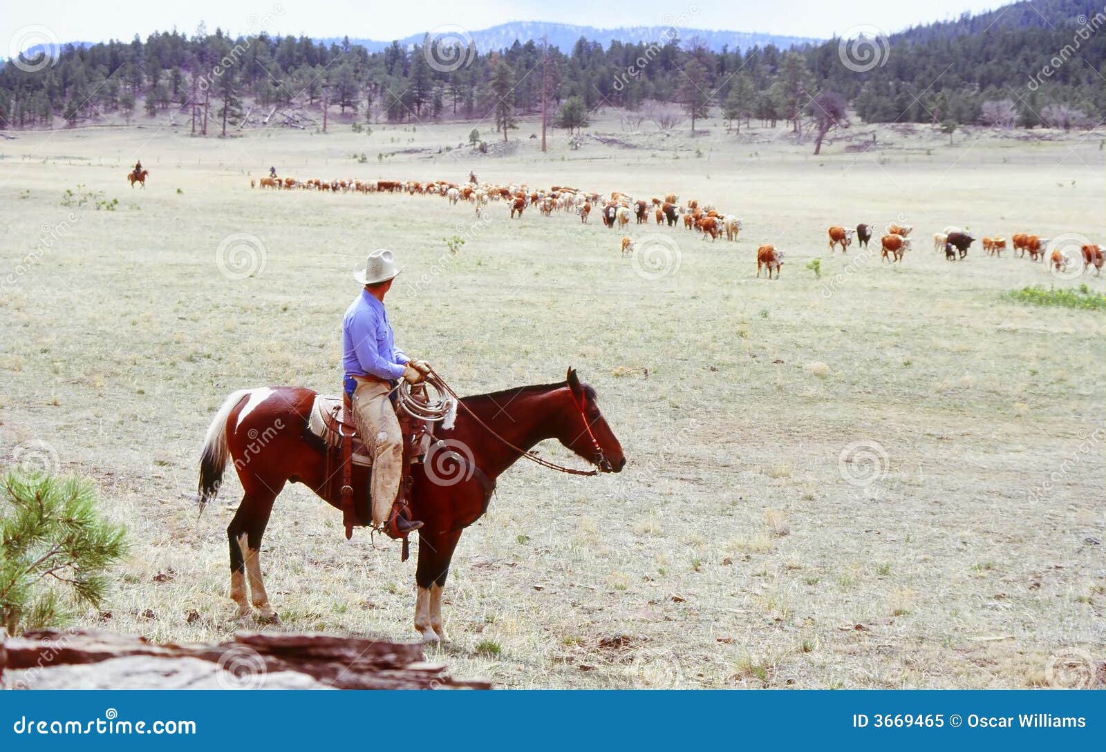 Rodeo del ganado imagen de archivo. Imagen de teamwork - 3669465