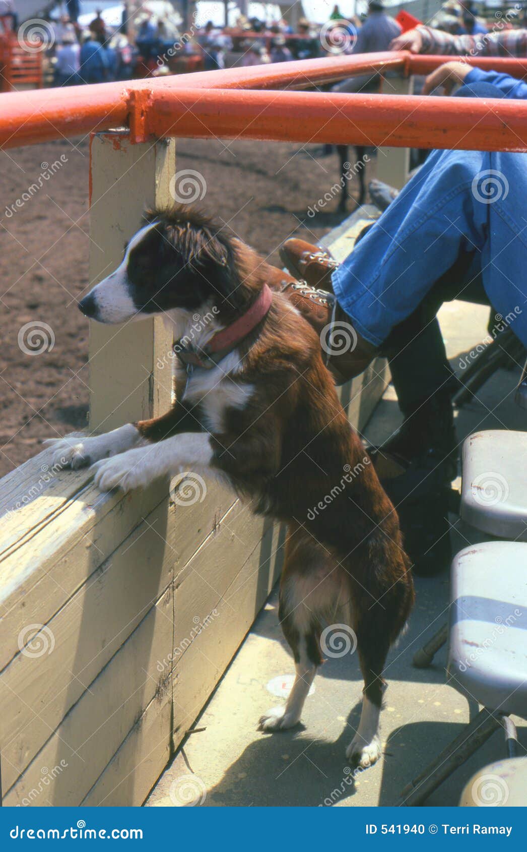 Rodeo Dog stock photo. Image of maria, stand, watcher, watching - 541940