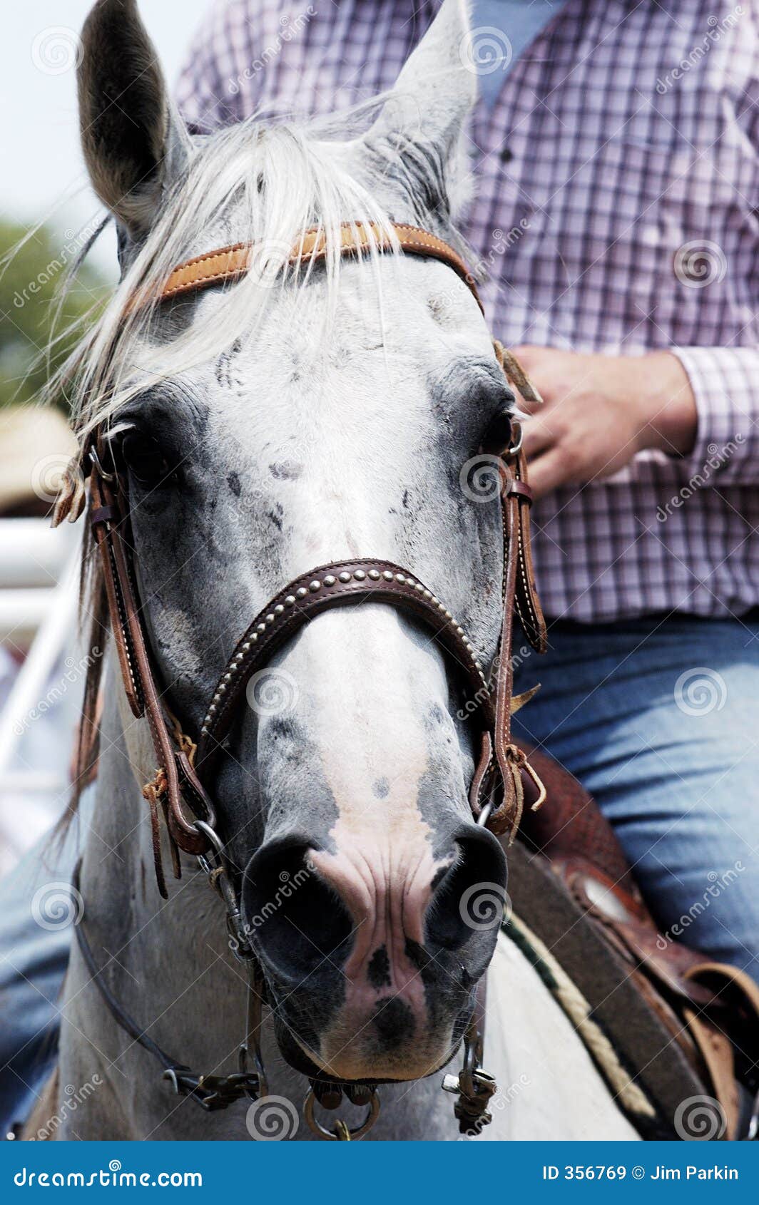 Rodeo Horse stock image. Image of ride, dirty, lasso, action - 356769